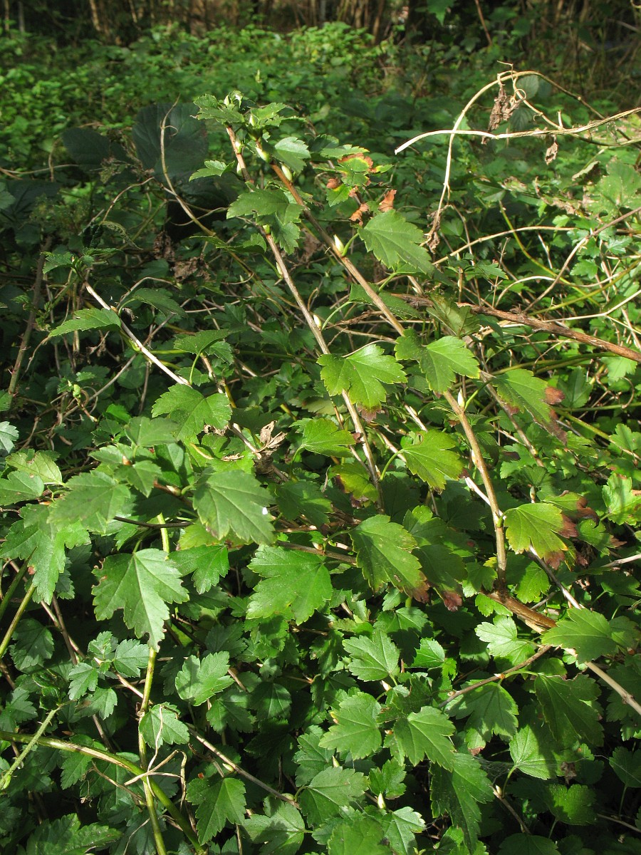 Ribes alpinum, Mountain Currant