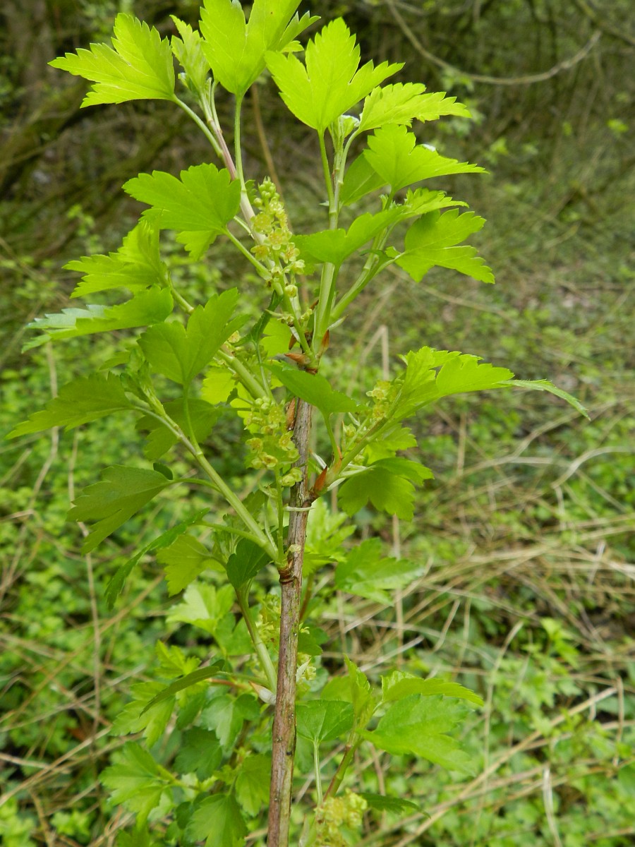 Ribes alpinum, Mountain Currant