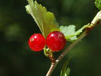 Ribes alpinum, Mountain Currant
