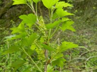 Ribes alpinum, Mountain Currant