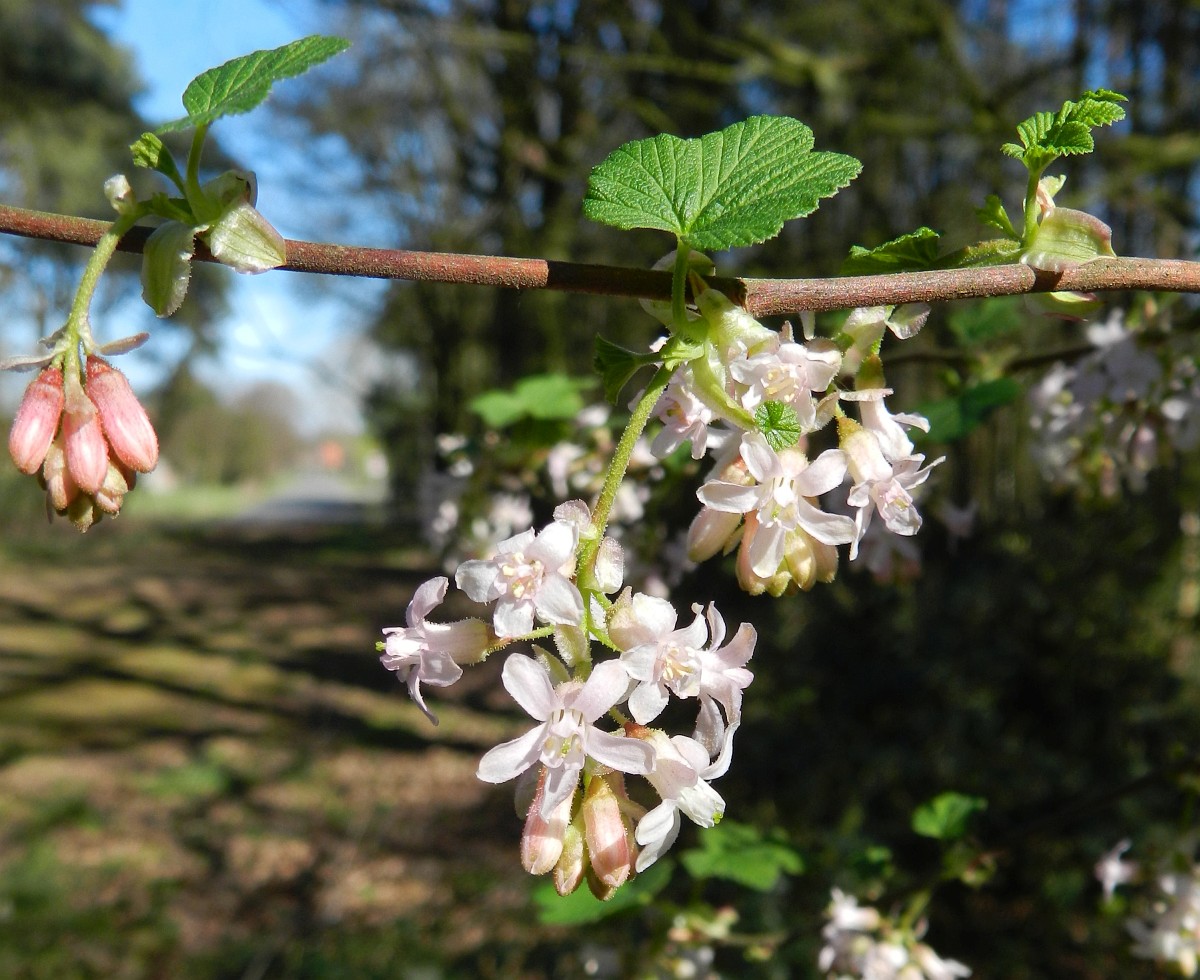 Ribes sanguineum