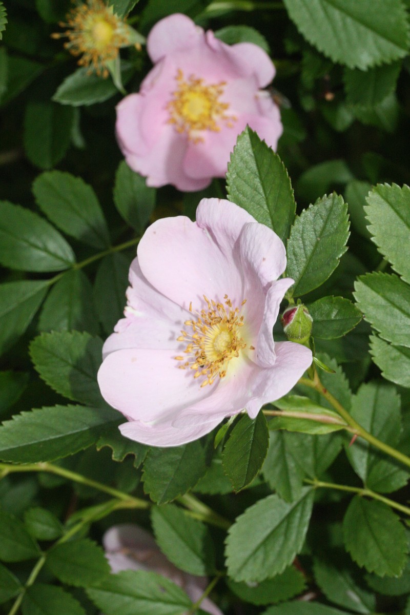 Rosa virginiana
