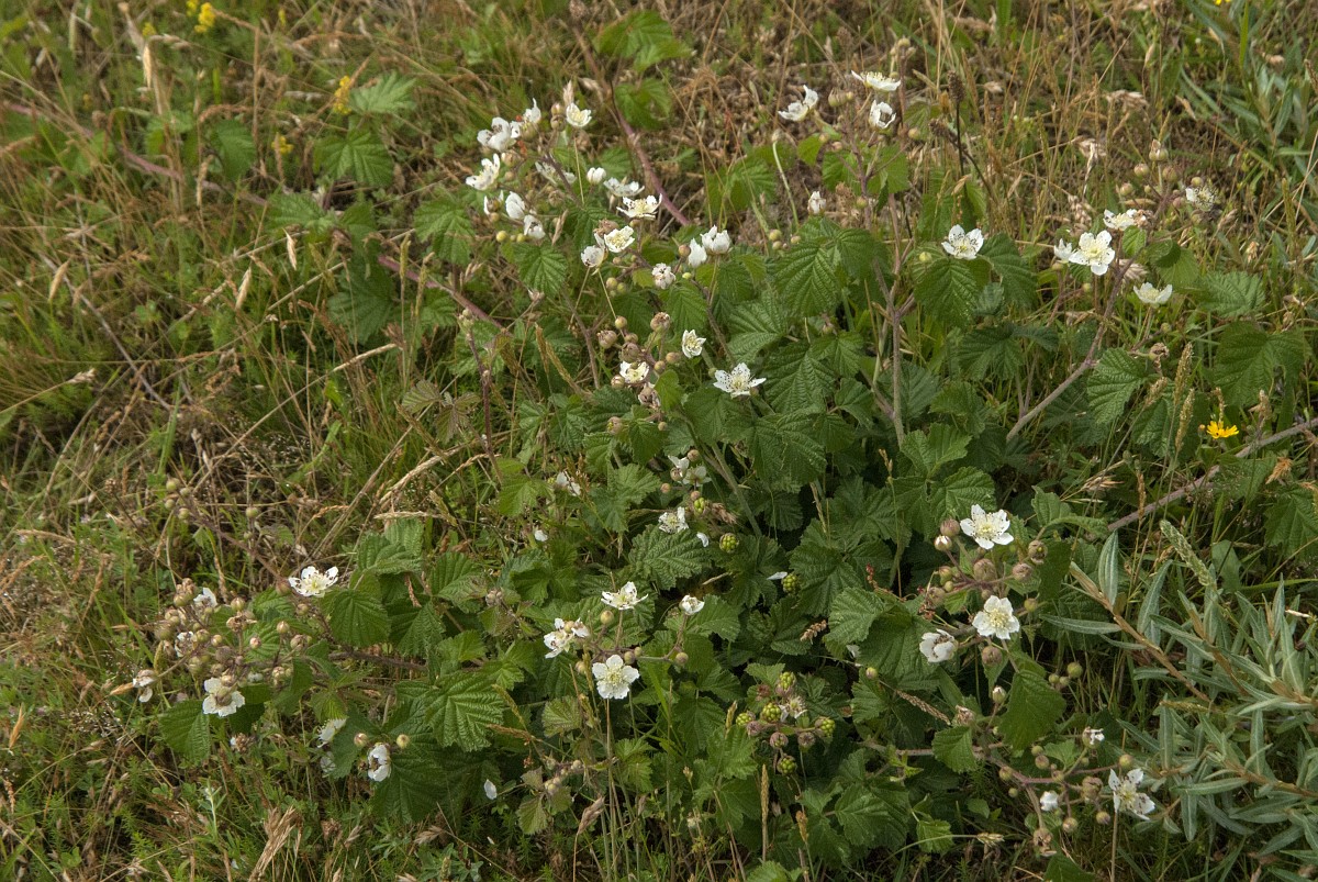 Rubus caesius, Dewberry