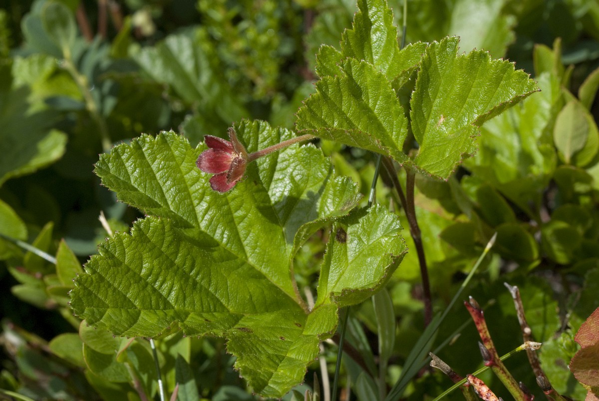 Rubus chamaemorus, Cloudberry
