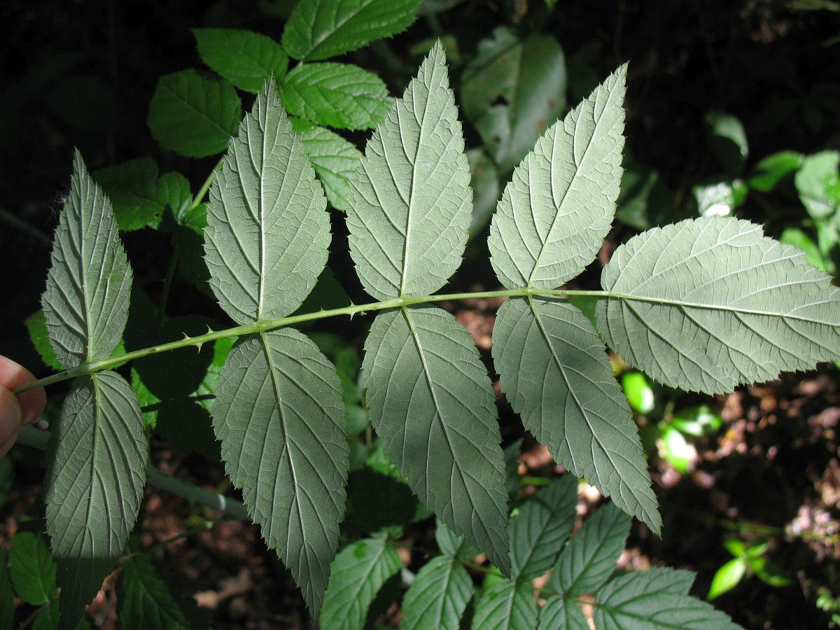 Rubus cockburnianus