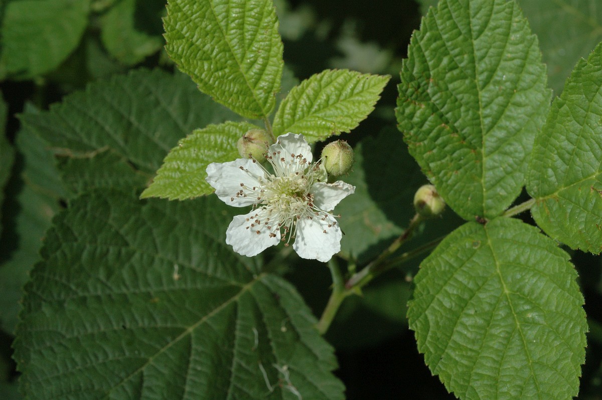 Rubus fruticosus, Blackberry