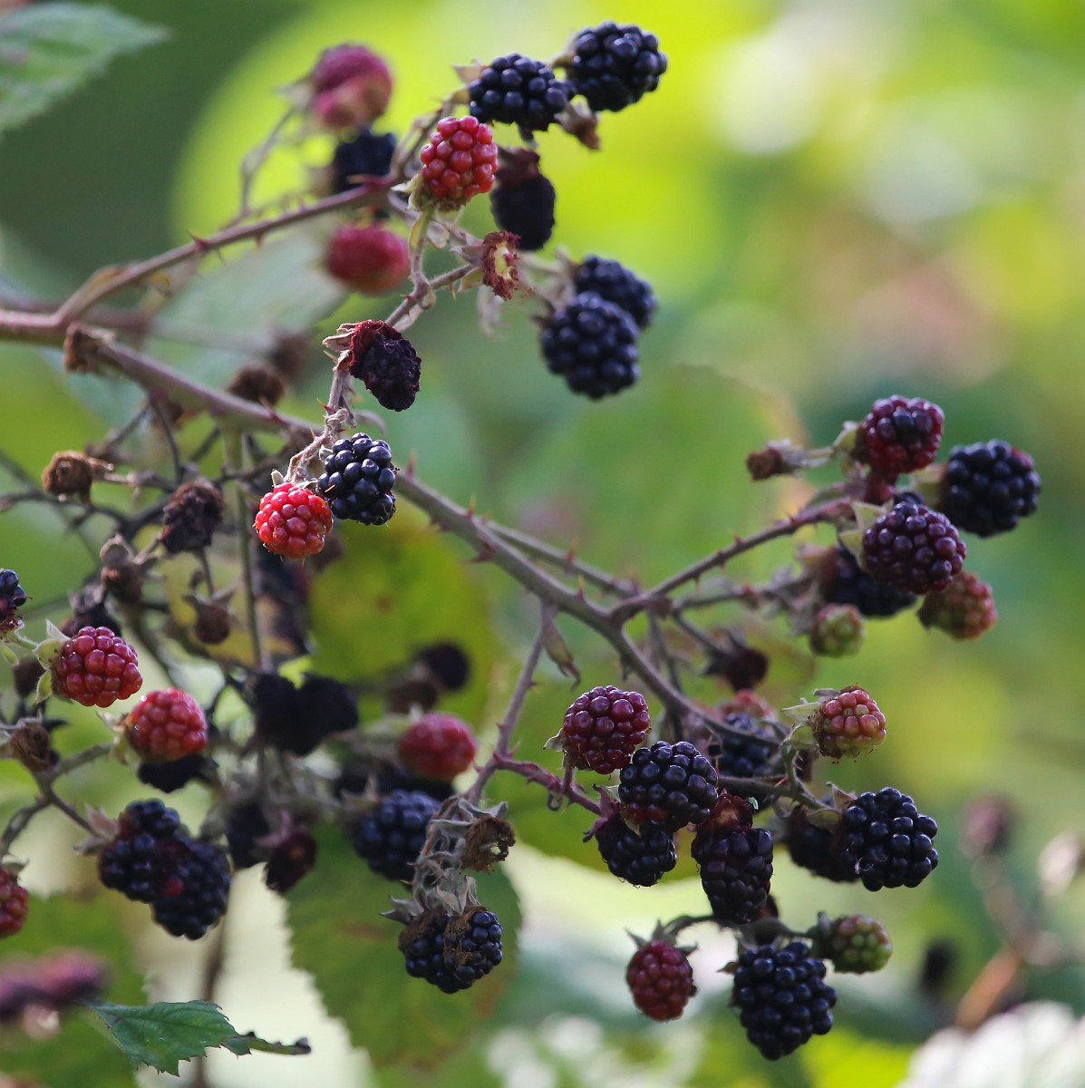 Rubus fruticosus, Blackberry