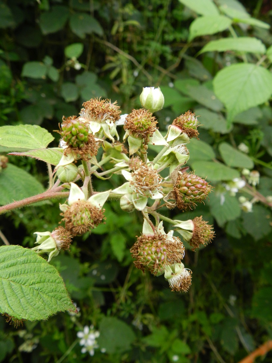 Rubus fruticosus, Blackberry