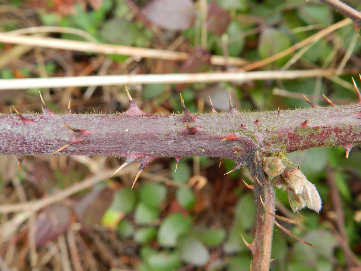 Rubus vestitus