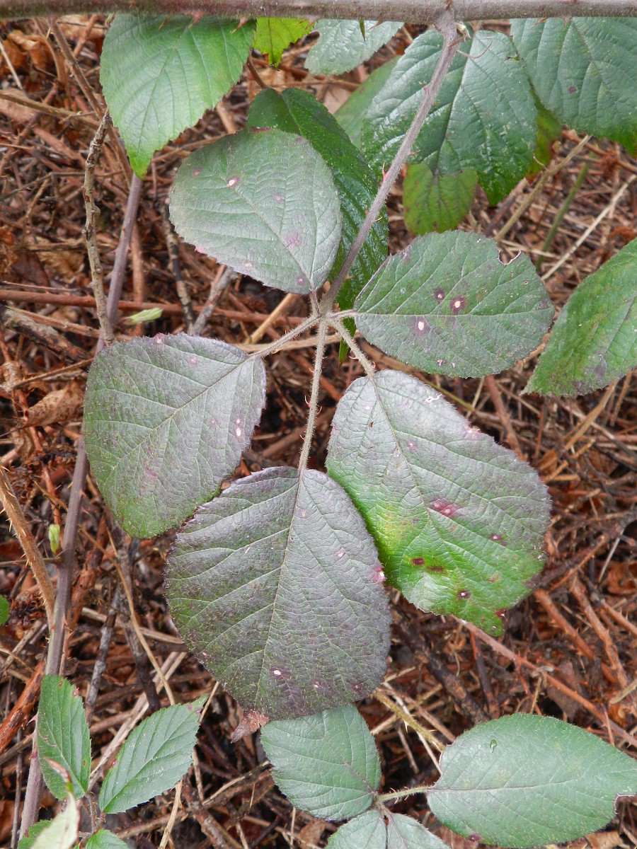Rubus vestitus