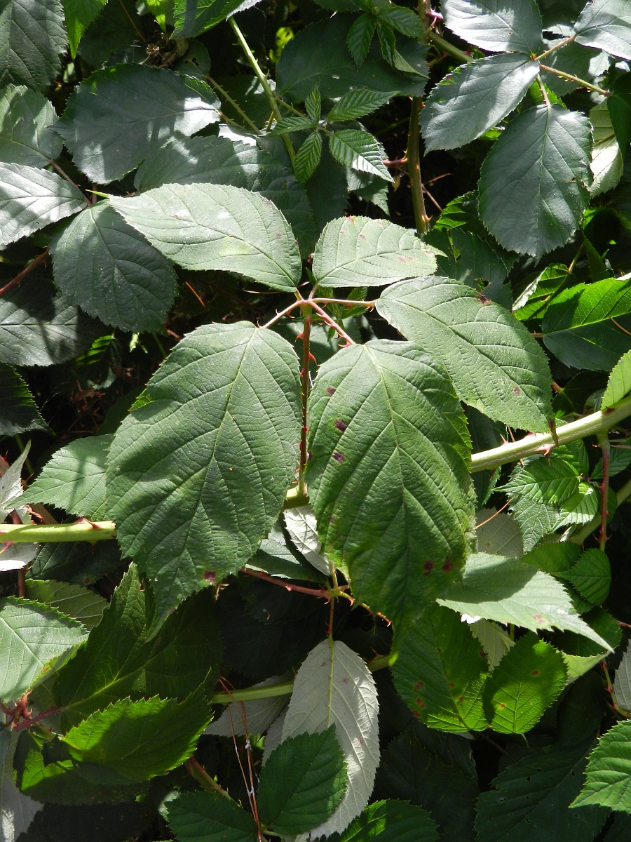 Rubus vestitus