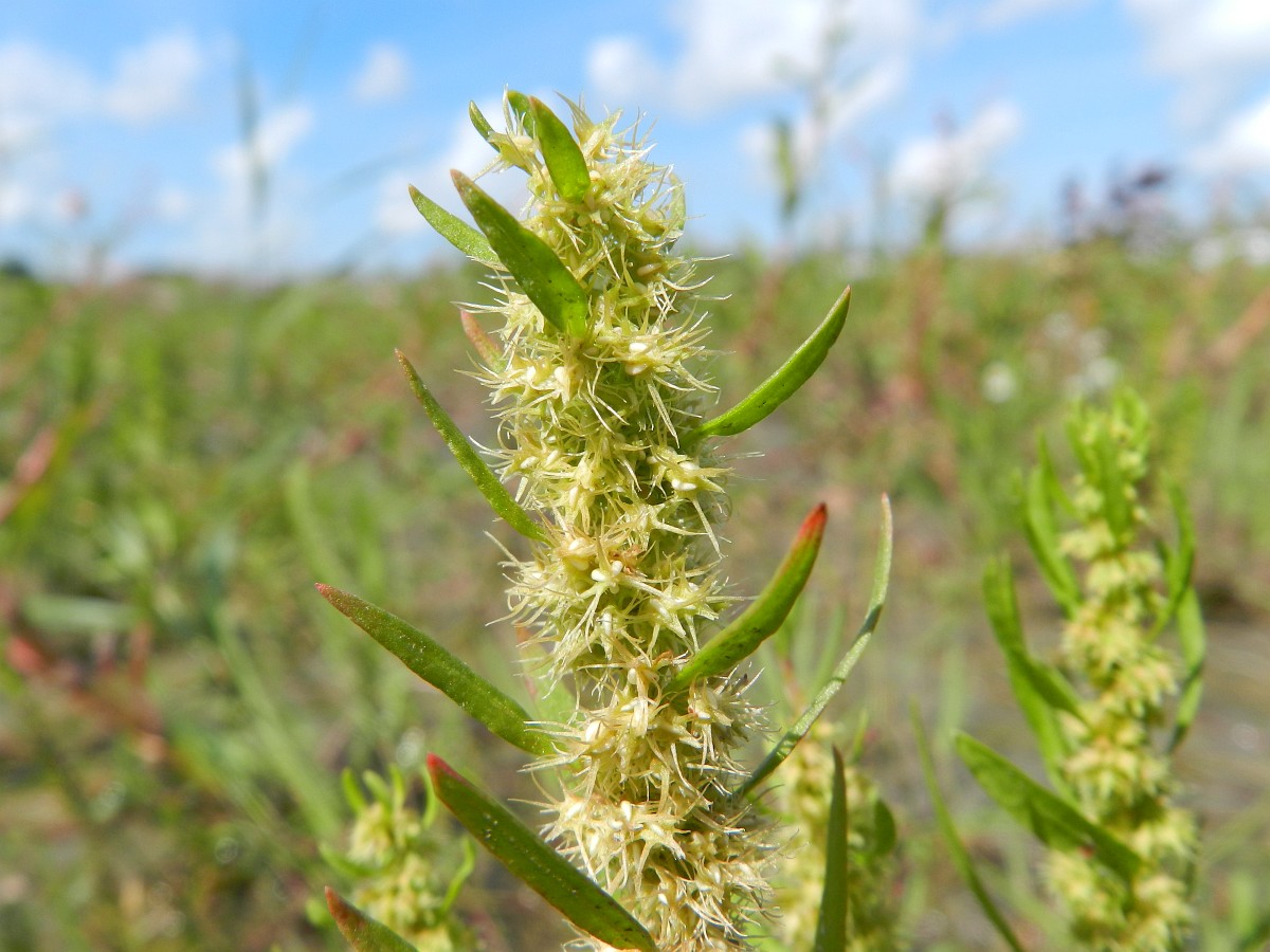 Rumex maritimus, Golden Dock