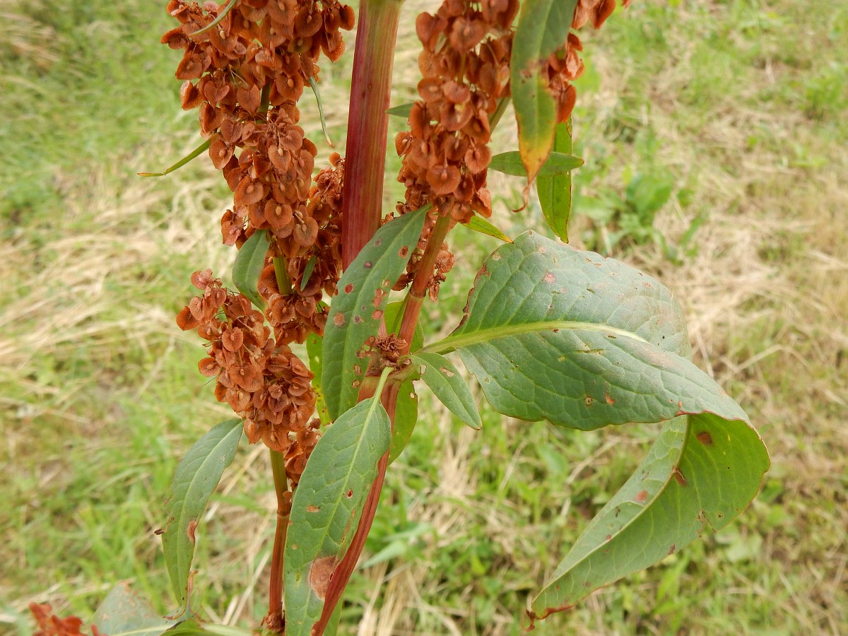 Rumex patientia, Patience Dock