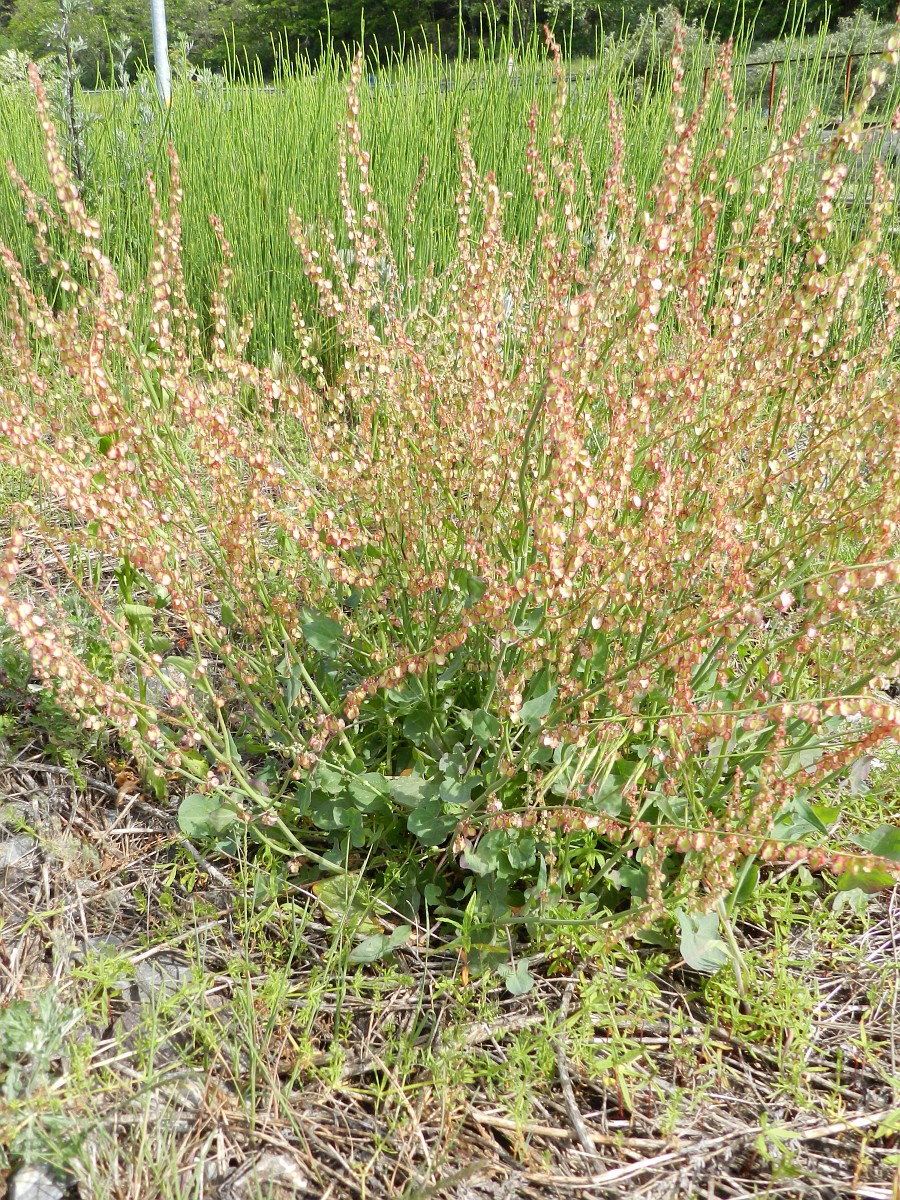Rumex scutatus, French Sorrel