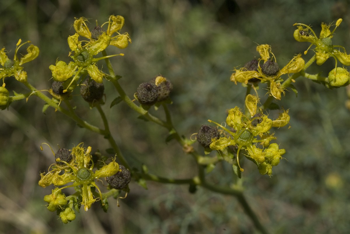 Ruta angustifolia