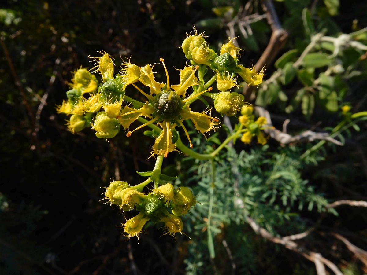Ruta angustifolia