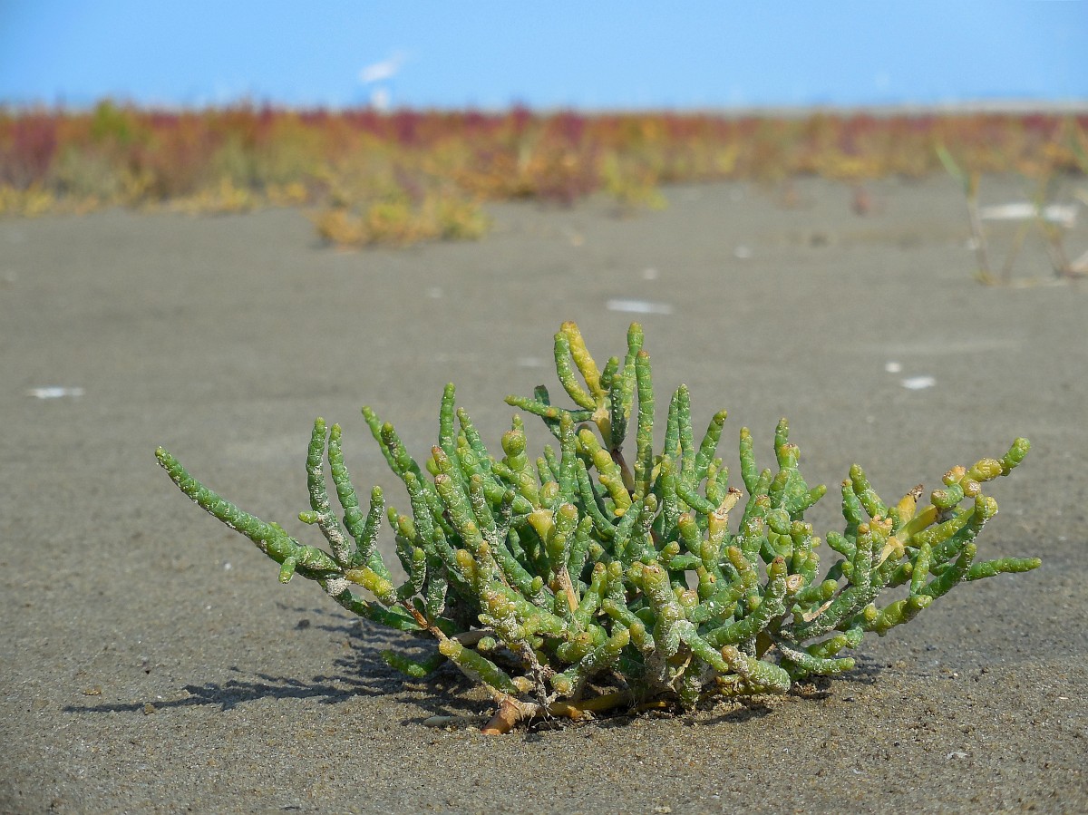 Salicornia procumbens
