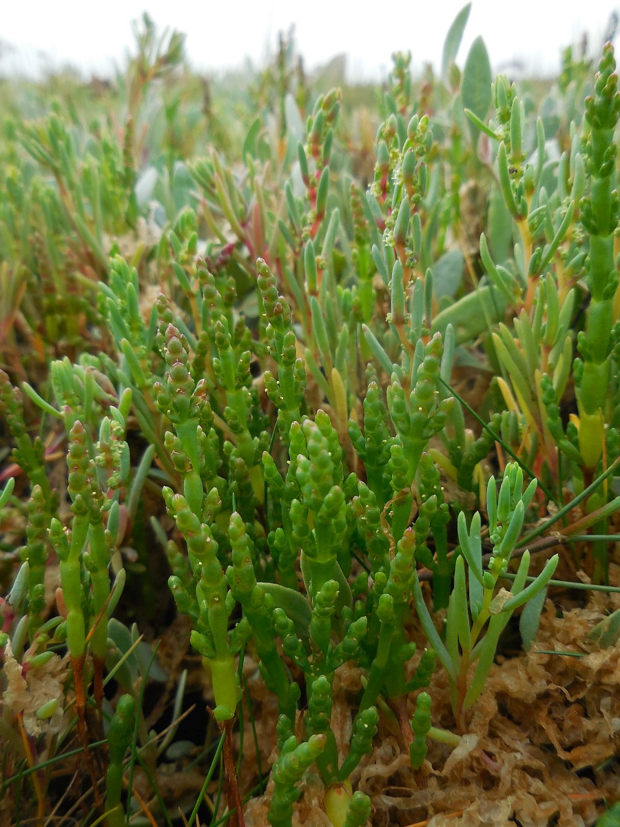 Salicornia pusilla