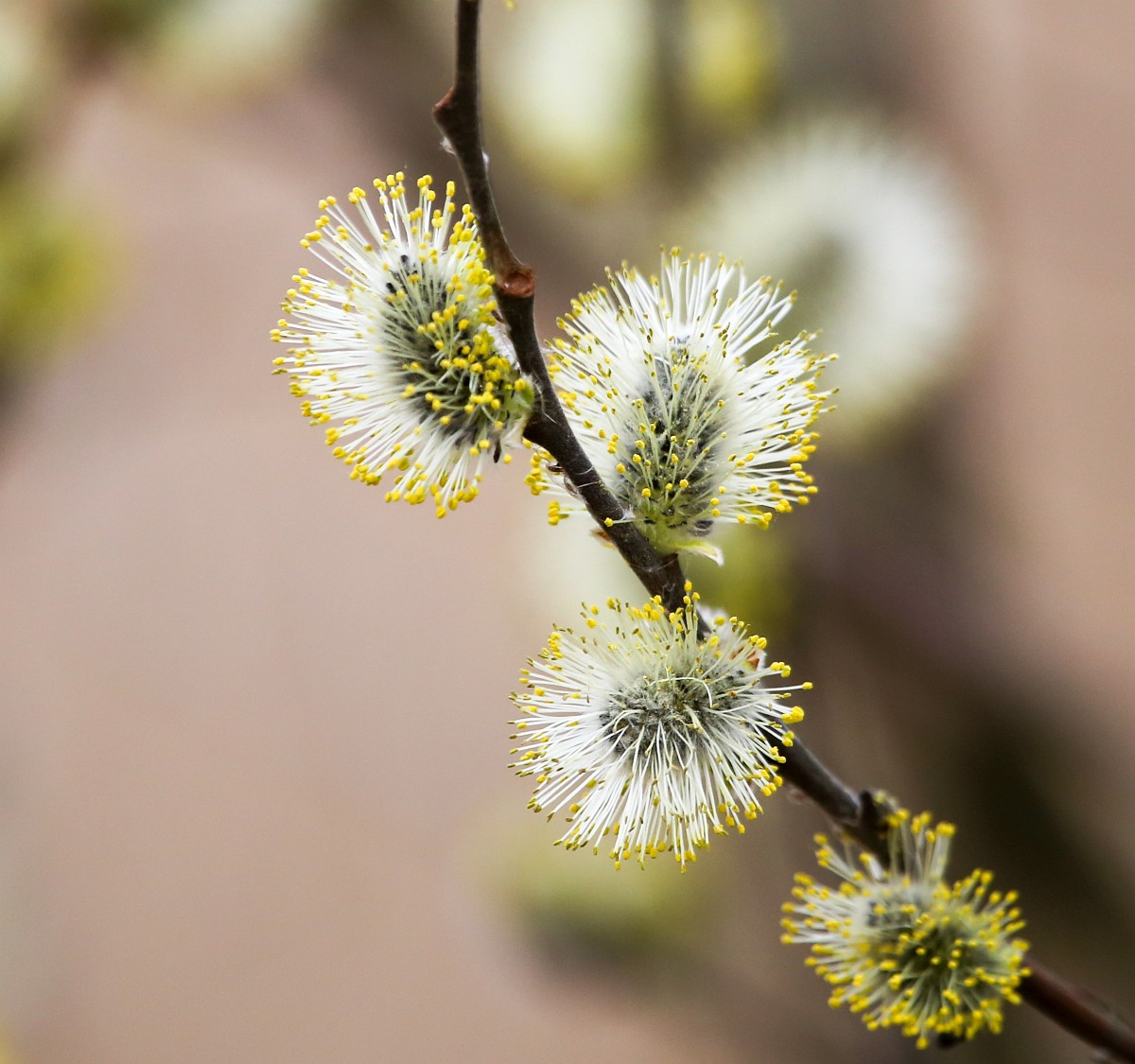 Salix caprea, Goat Willow
