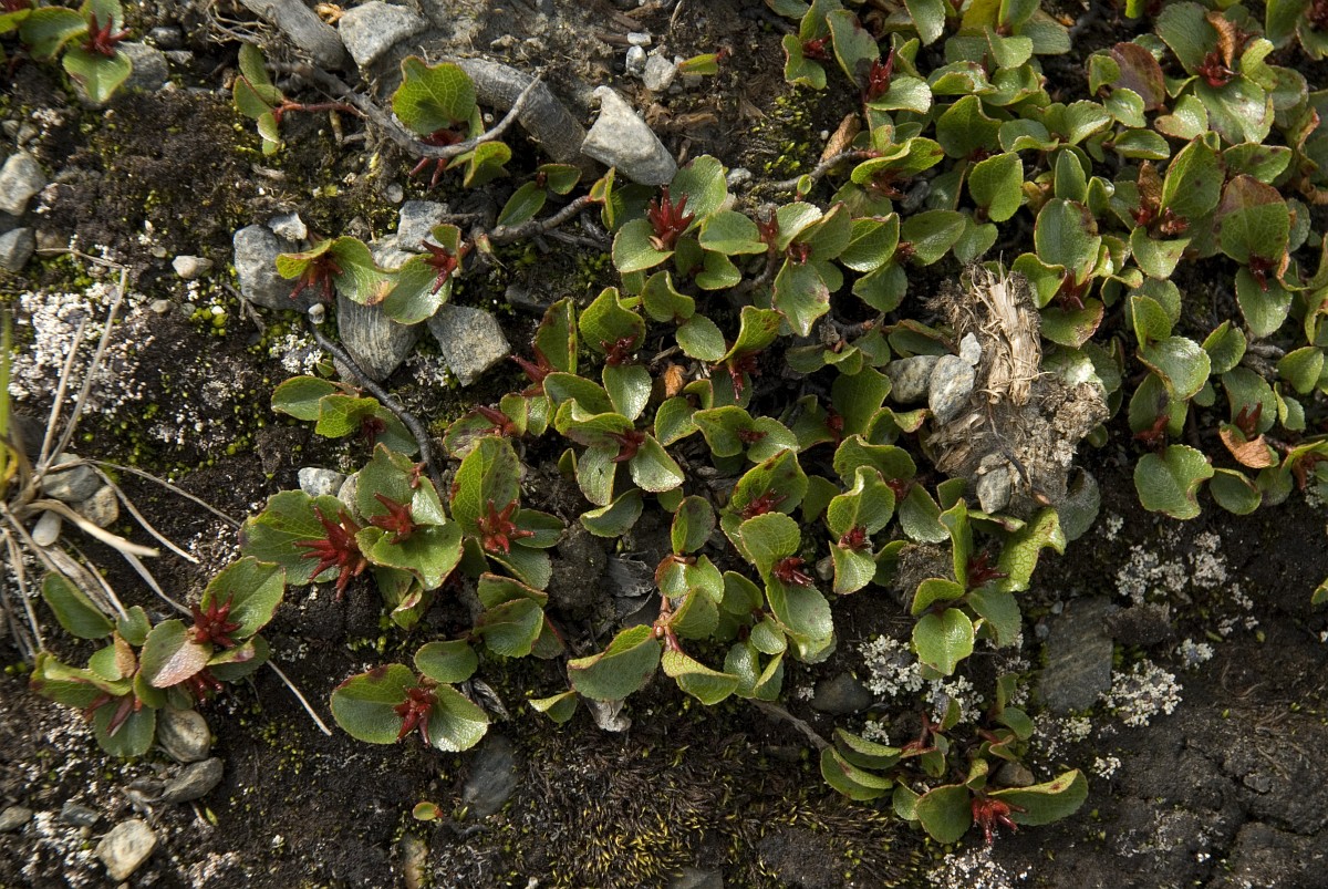 Salix herbacea, Snowbed Willow