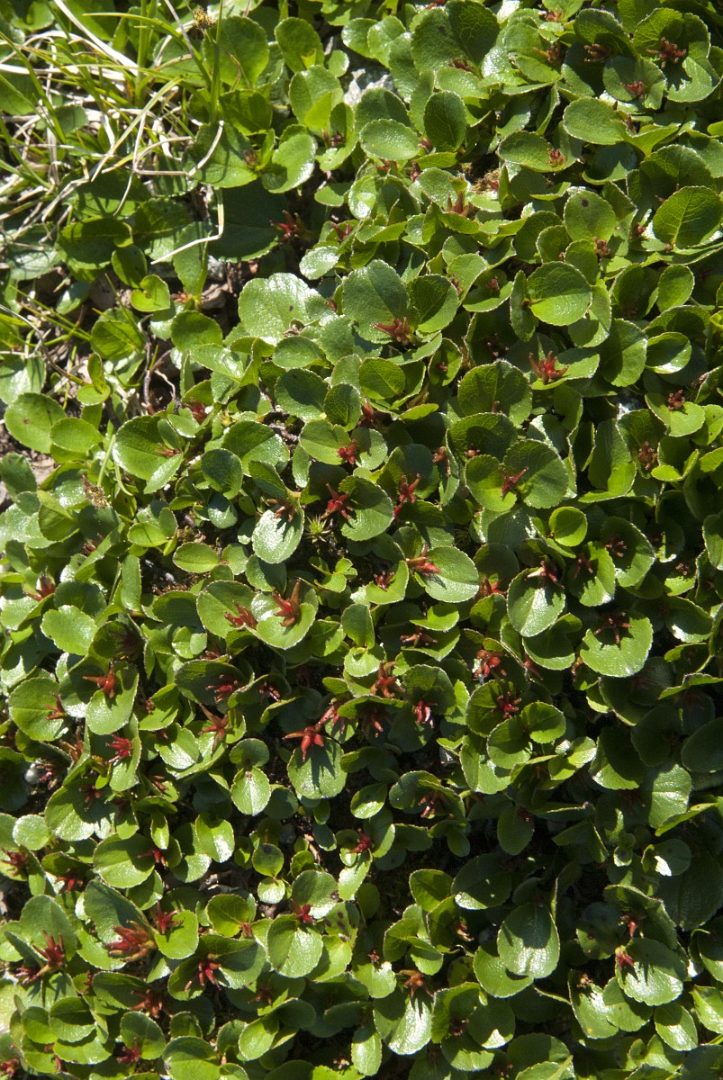 Salix herbacea, Snowbed Willow