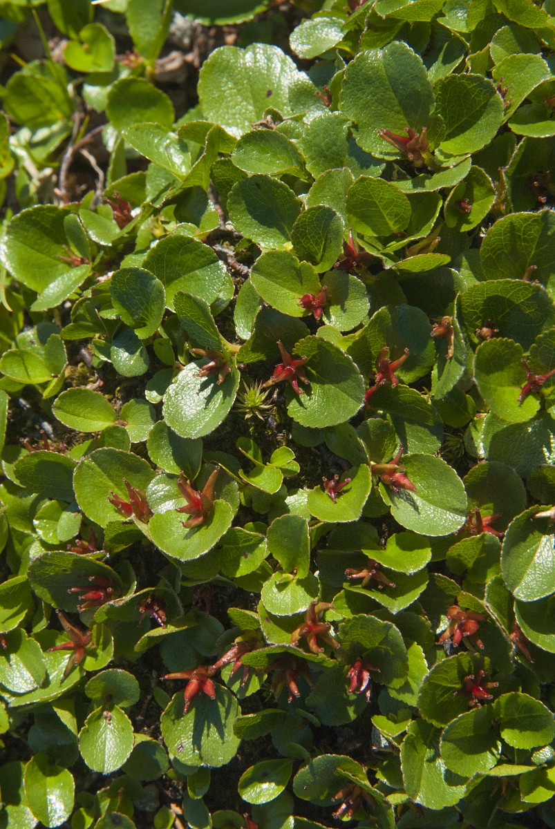 Salix herbacea, Snowbed Willow