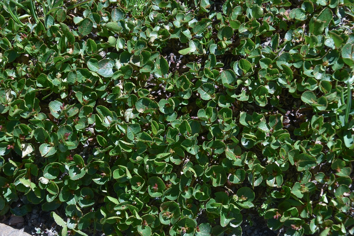 Salix herbacea, Snowbed Willow
