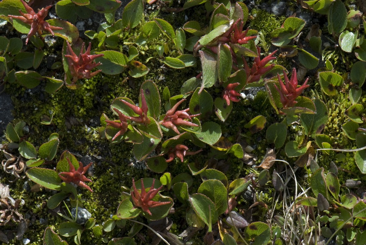 Salix herbacea, Snowbed Willow