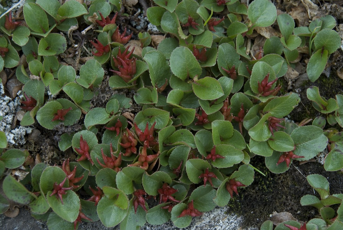 Salix herbacea, Snowbed Willow