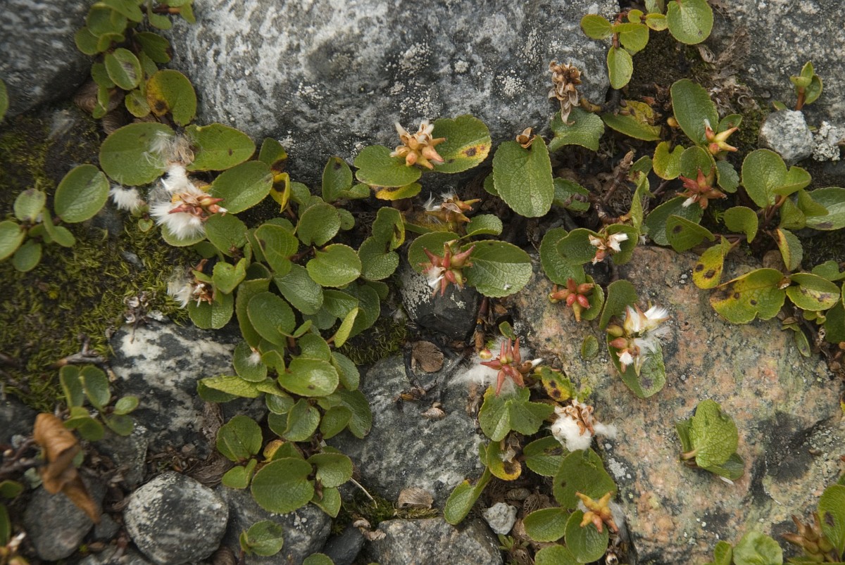 Salix herbacea, Snowbed Willow
