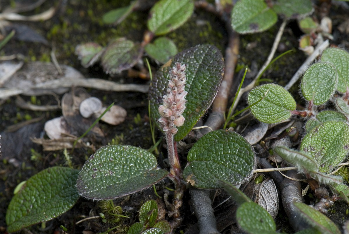 Salix reticulata, Netleaf Willow