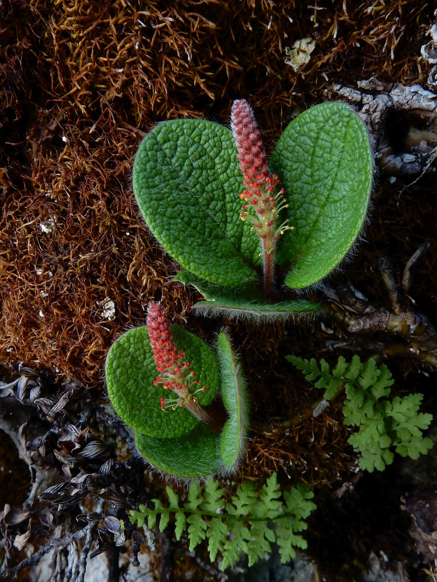 Salix reticulata, Netleaf Willow