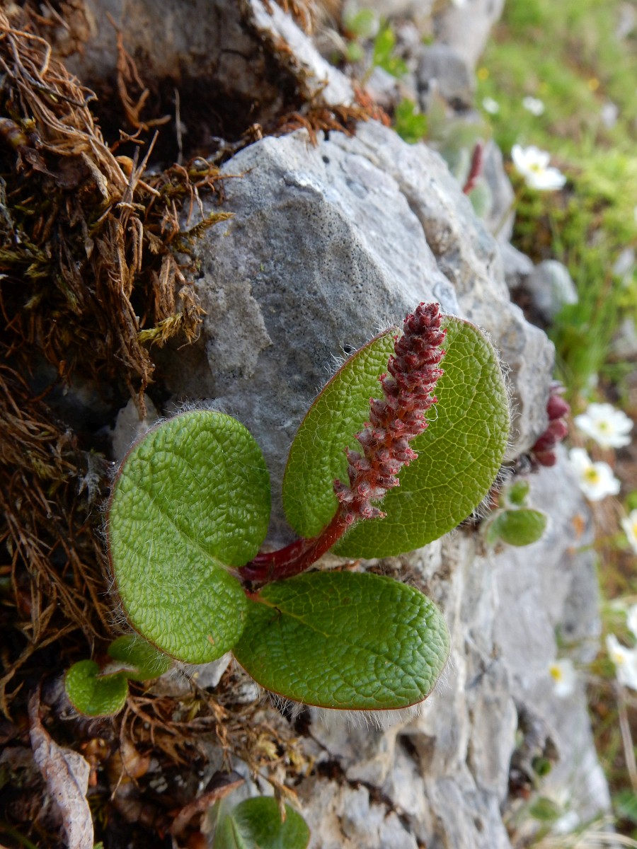 Salix reticulata, Netleaf Willow