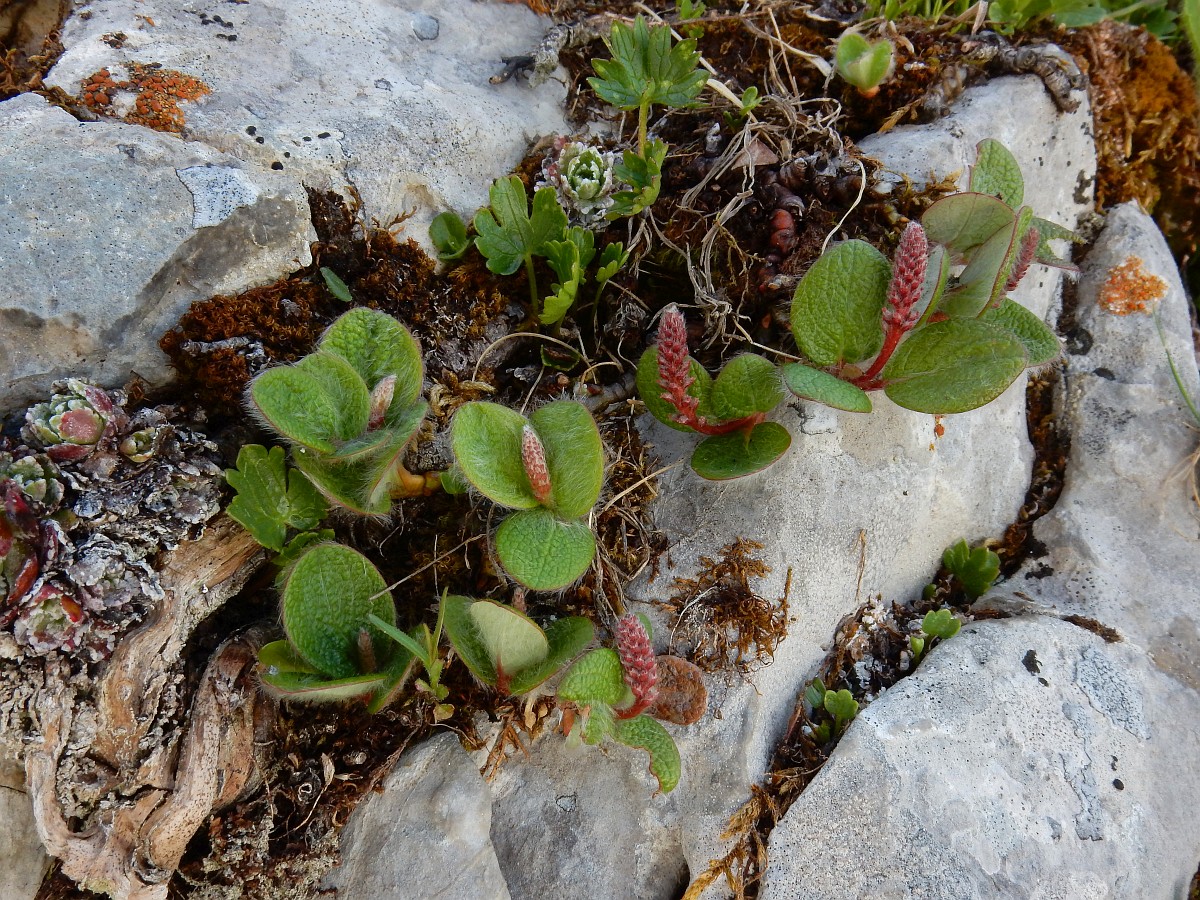 Salix reticulata, Netleaf Willow