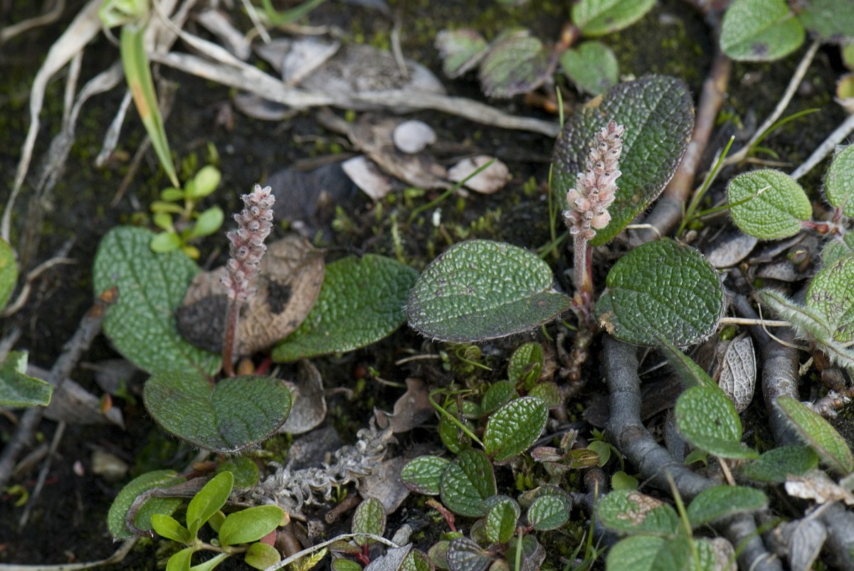 Salix reticulata, Netleaf Willow