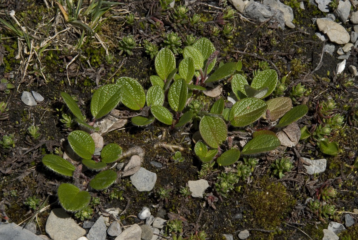 Salix reticulata, Netleaf Willow