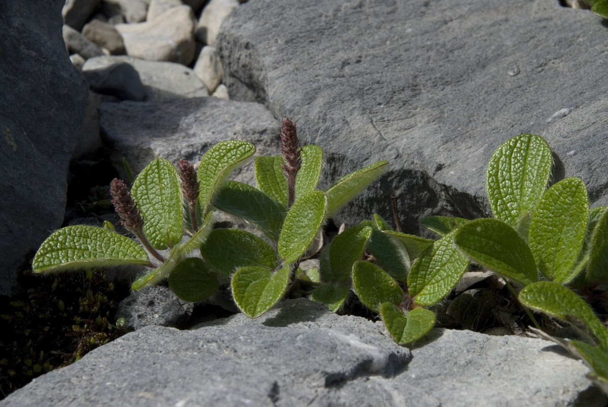 Salix reticulata, Netleaf Willow