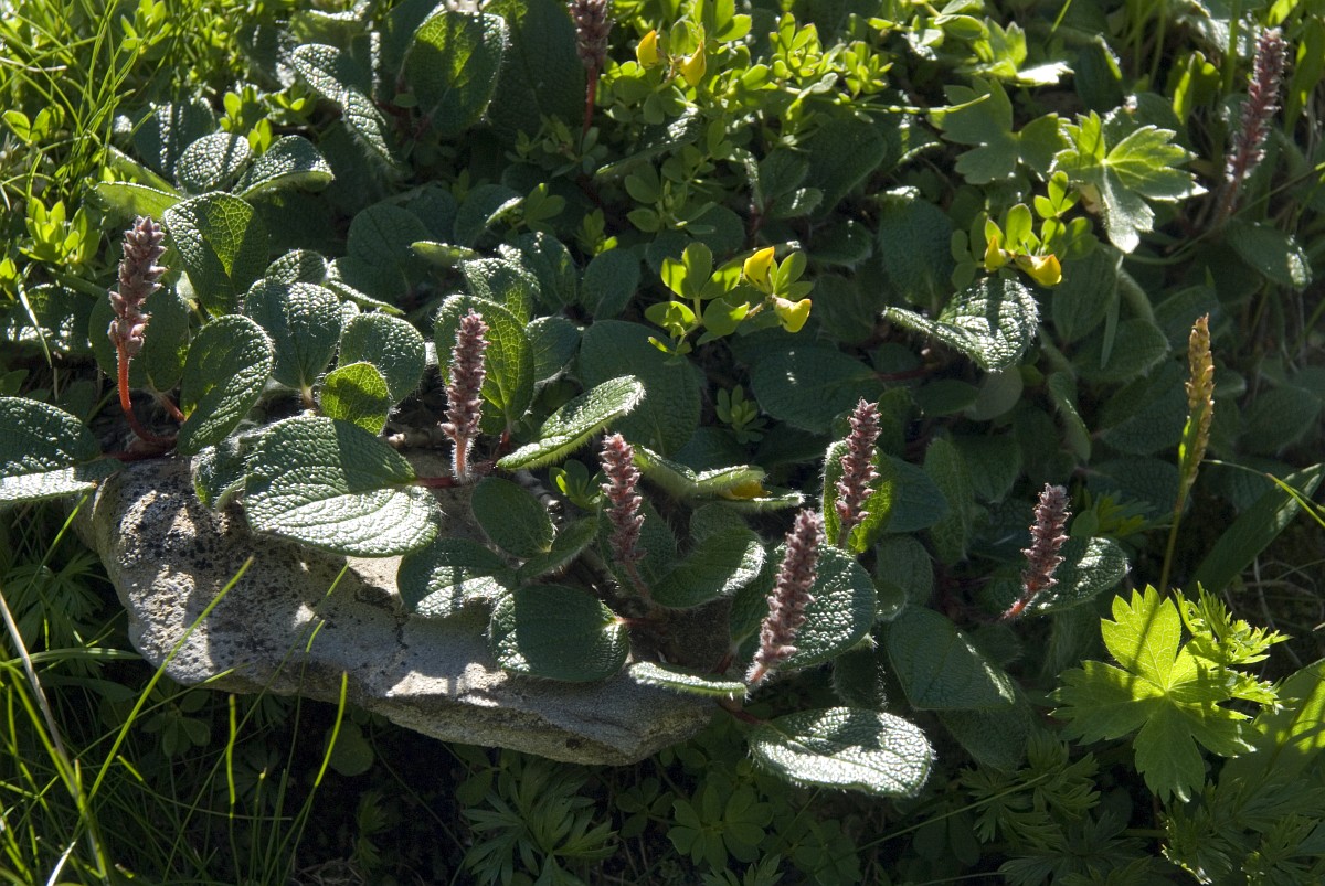 Salix reticulata, Netleaf Willow