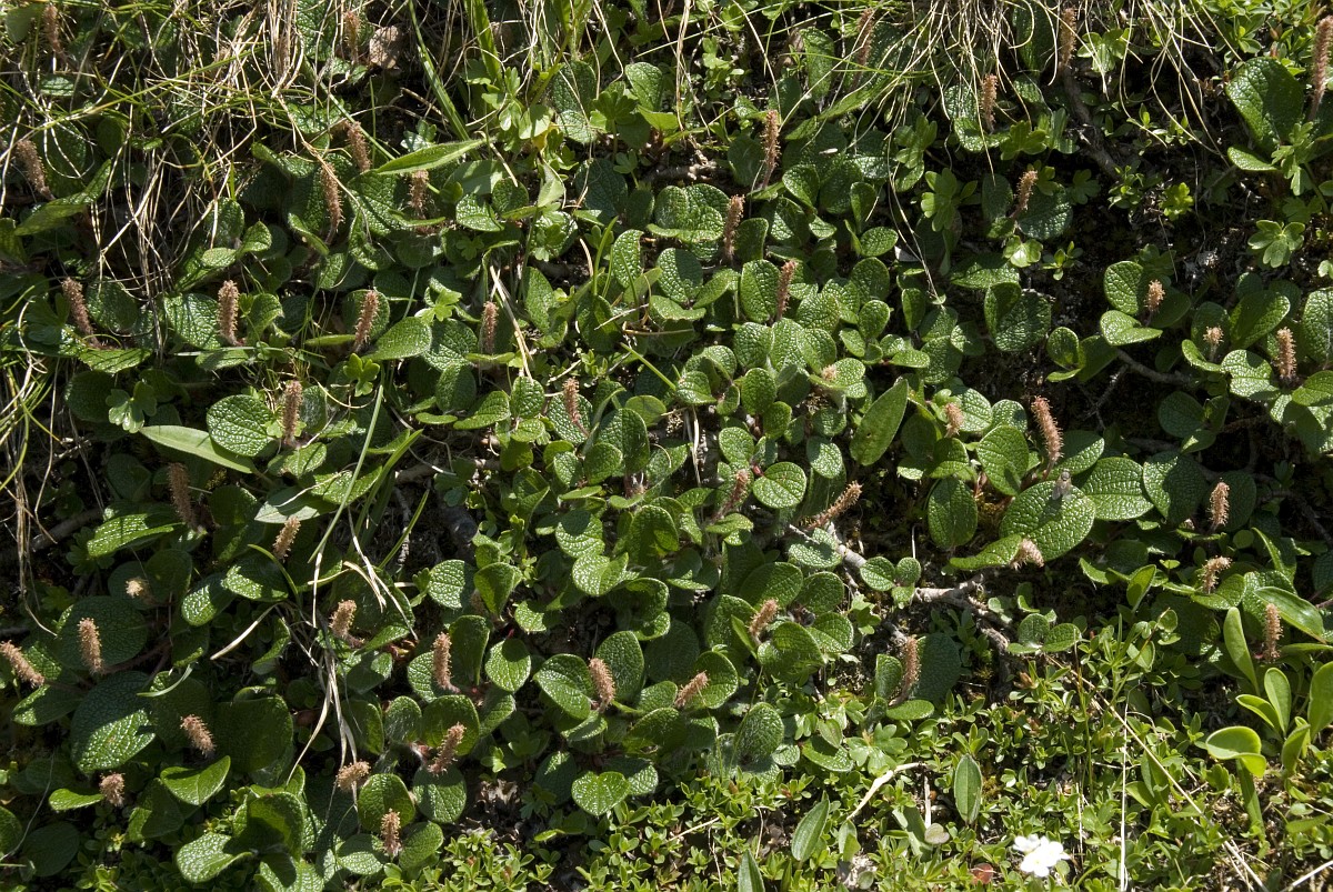 Salix reticulata, Netleaf Willow