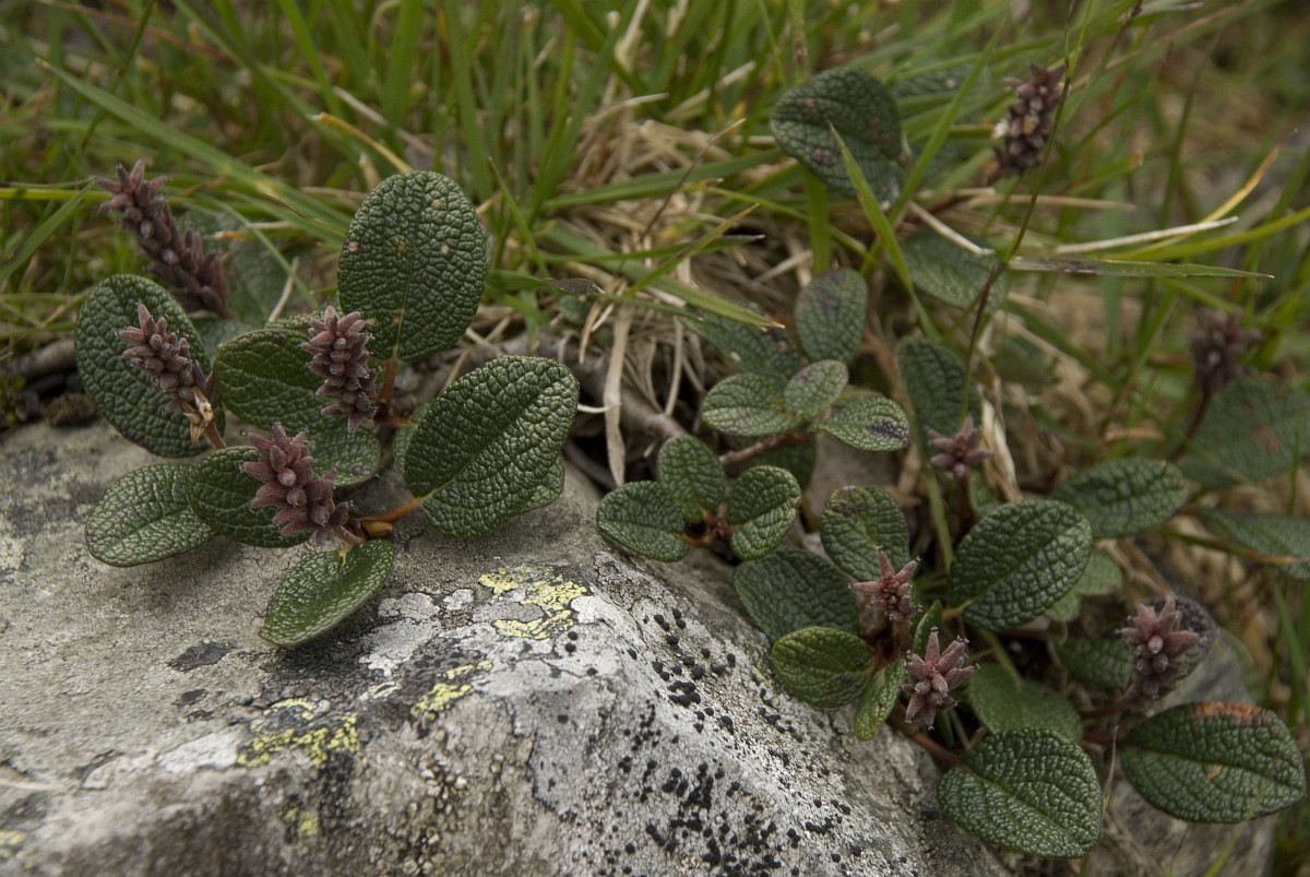 Salix reticulata, Netleaf Willow