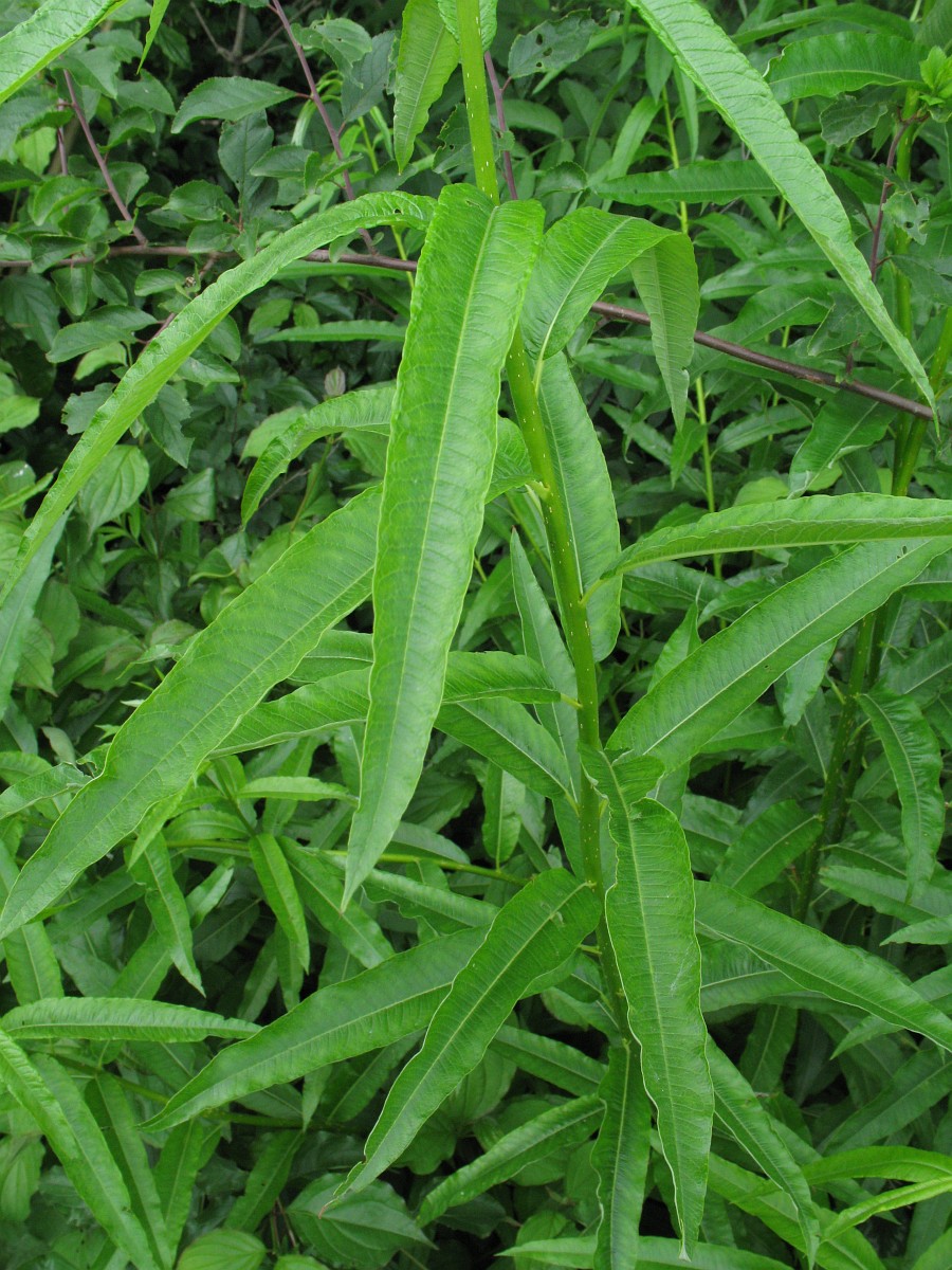 Salix viminalis, Common Osier