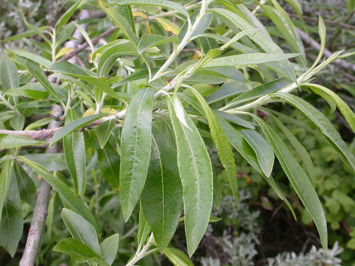Salix viminalis, Common Osier