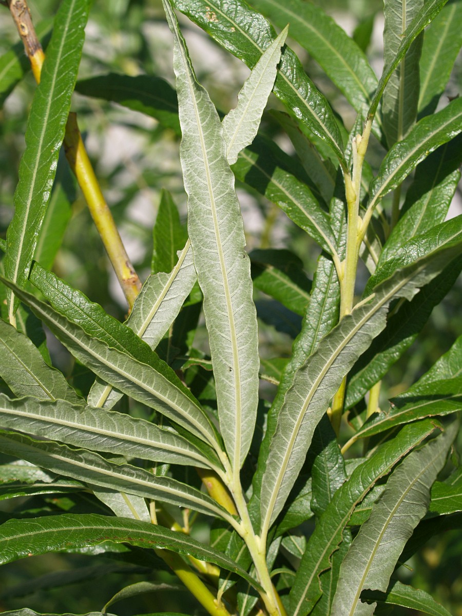 Salix viminalis, Common Osier