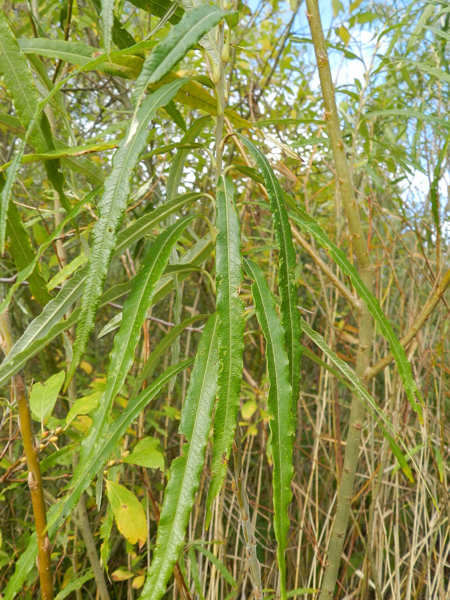 Salix viminalis, Common Osier