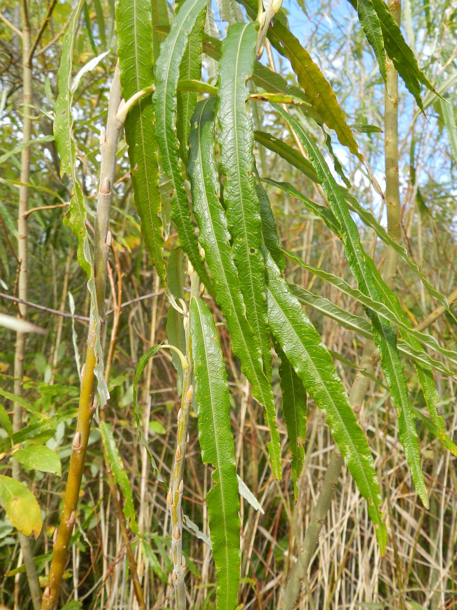 Salix viminalis, Common Osier