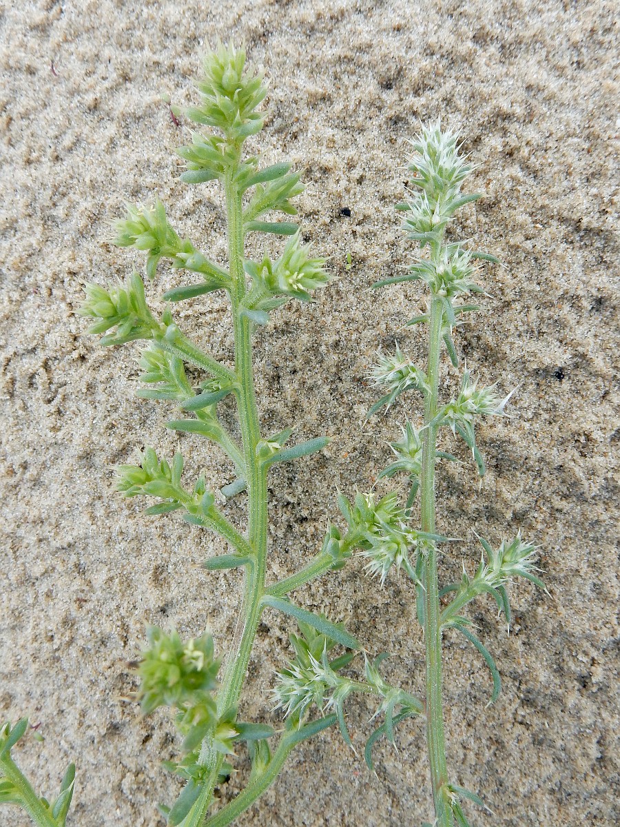 Salsola kali