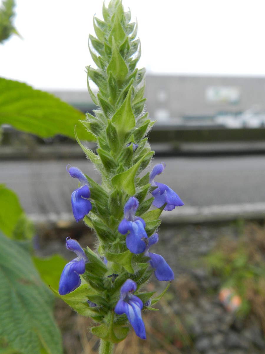 Salvia hispanica