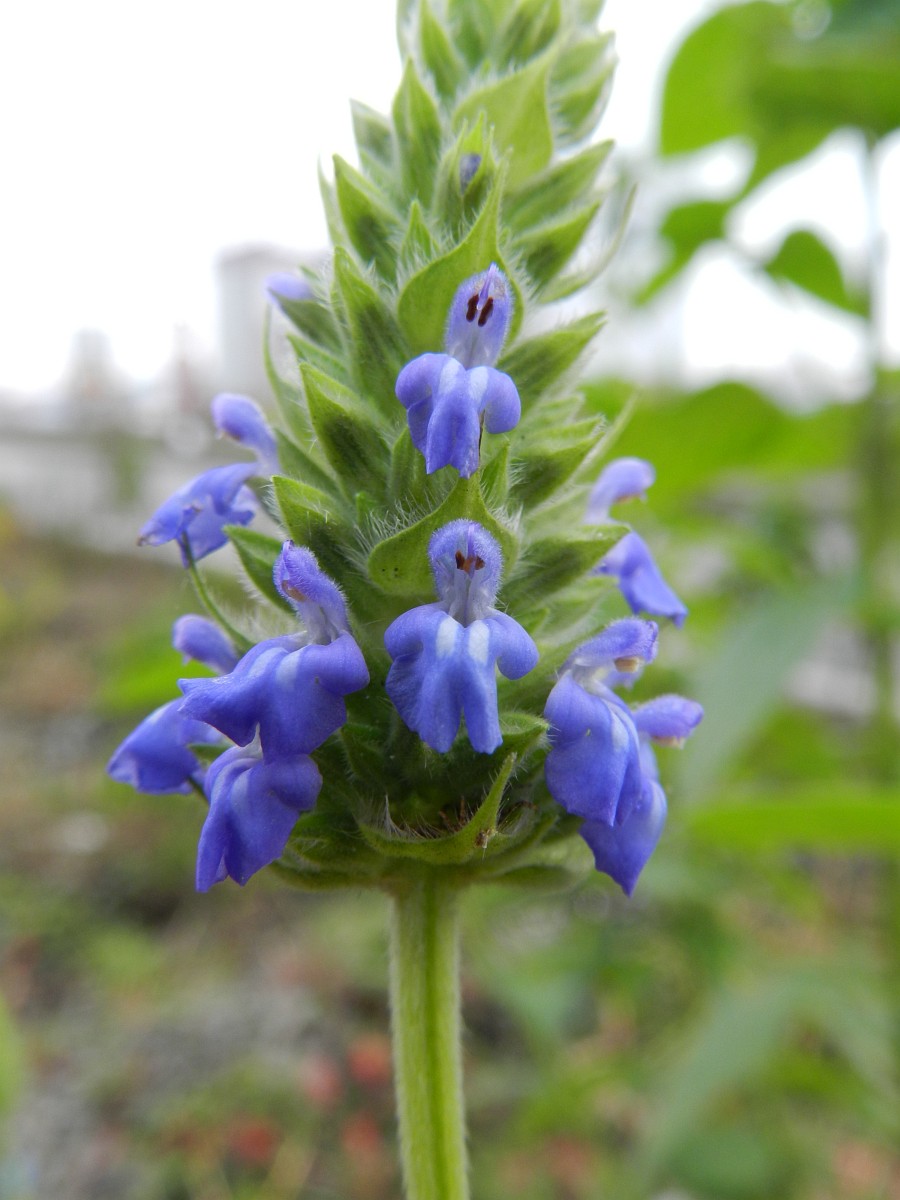 Salvia hispanica