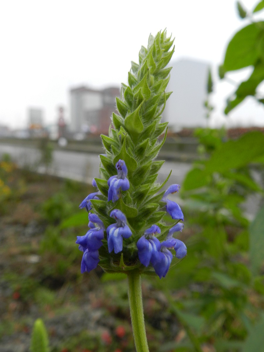 Salvia hispanica
