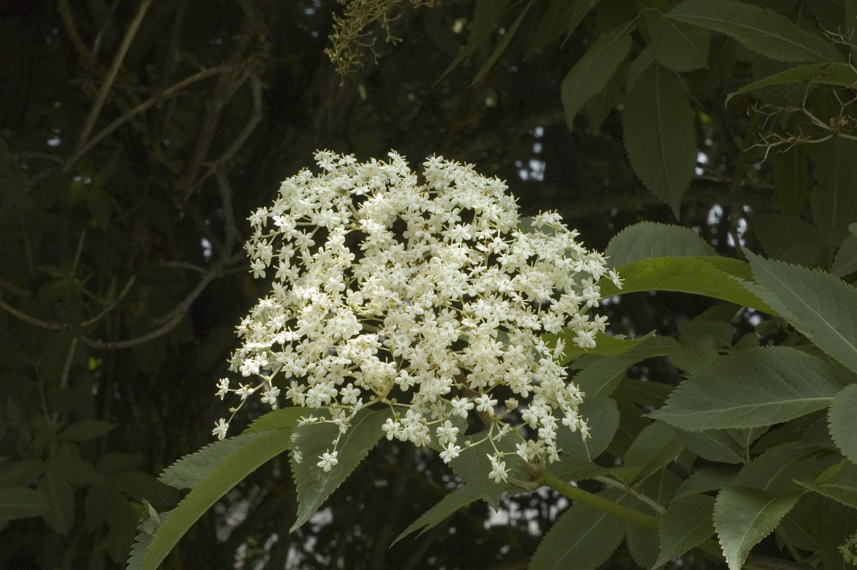 Sambucus nigra, Common Elder